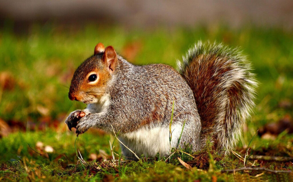 Download Wallpapers Free Wild Animals Wallpaper | Printable Pictures